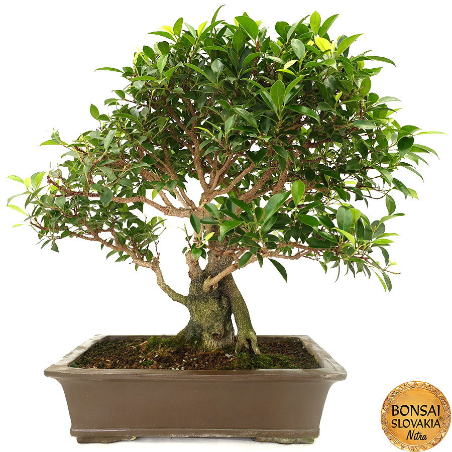 Ficus retusa 70 cm